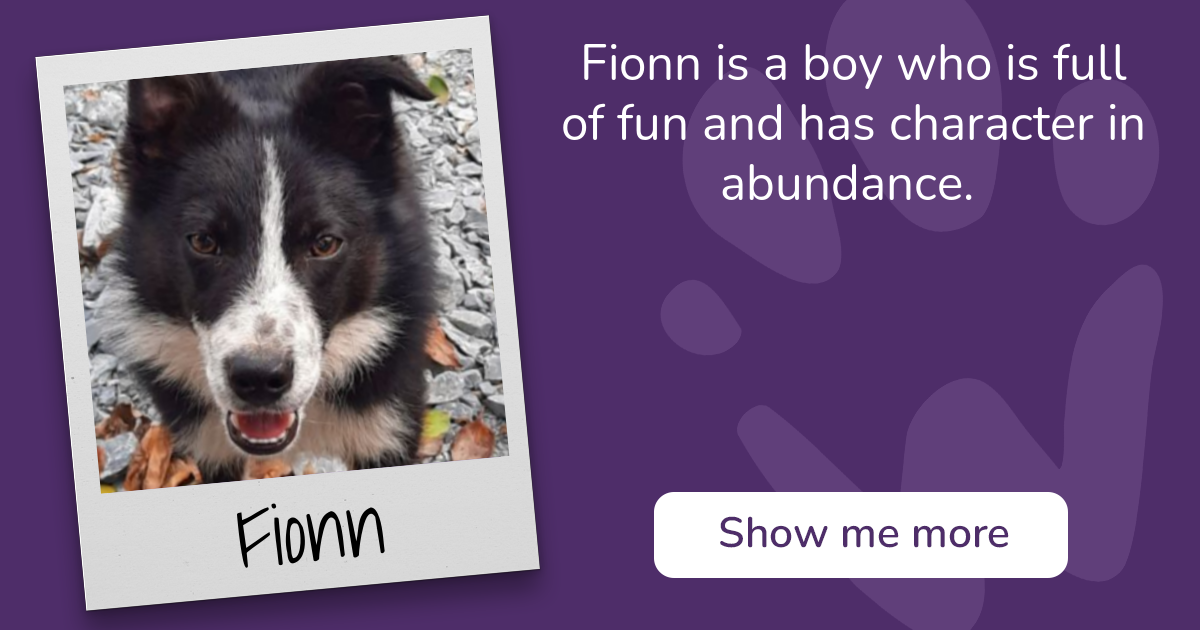 Fionn - Border Collie - Animal Connexions Rescue & Rehoming