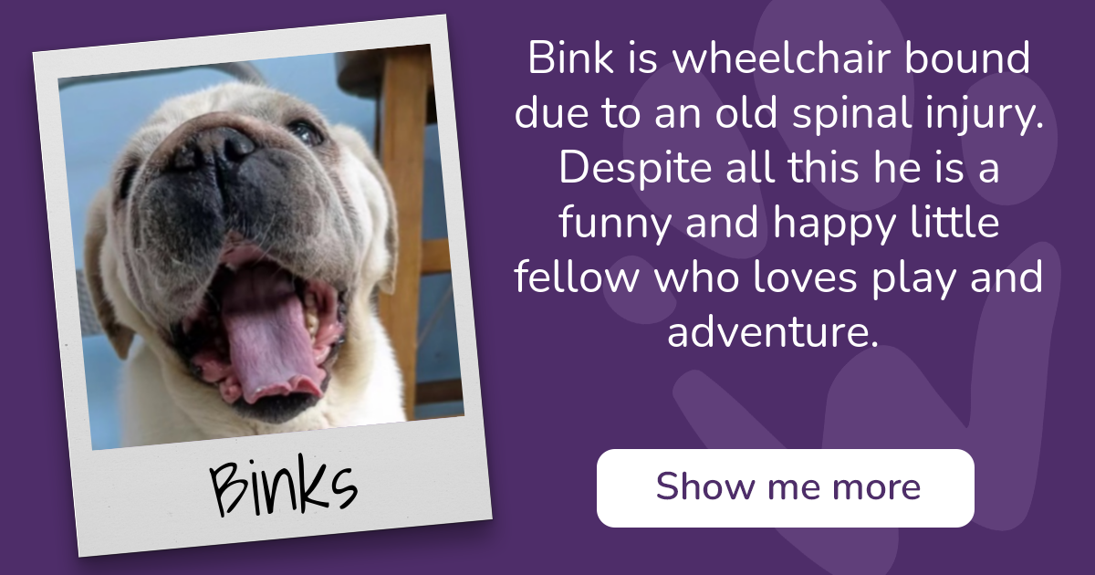 Binks - Pug - Little China Dog Rescue
