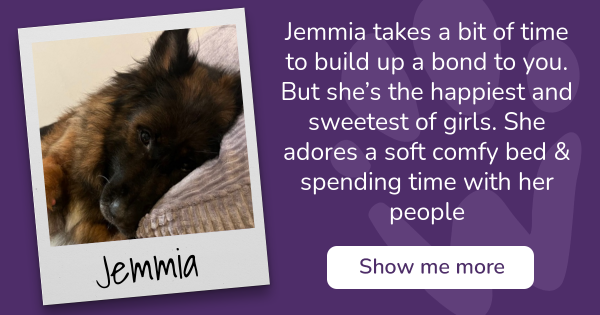 Jemmia - German Shepherd - Little China Dog Rescue