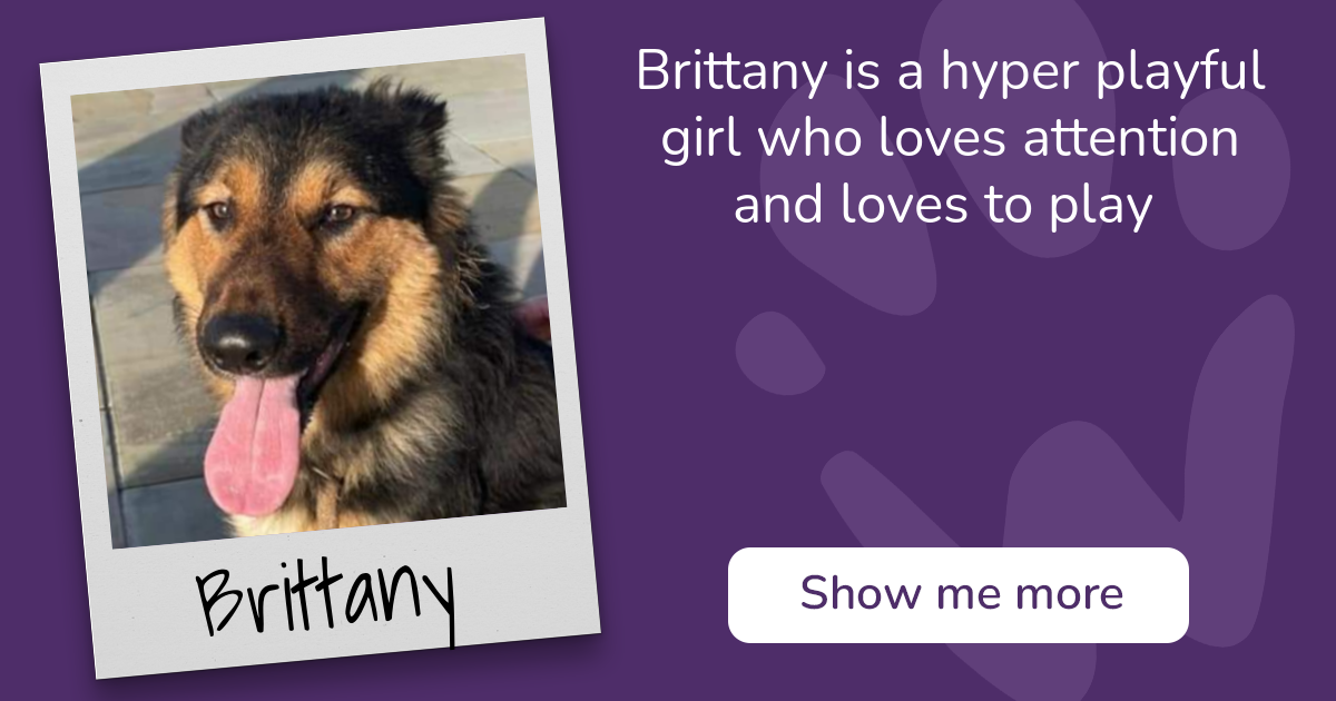 Brittany - German Shepherd - Pet FBI Rescue