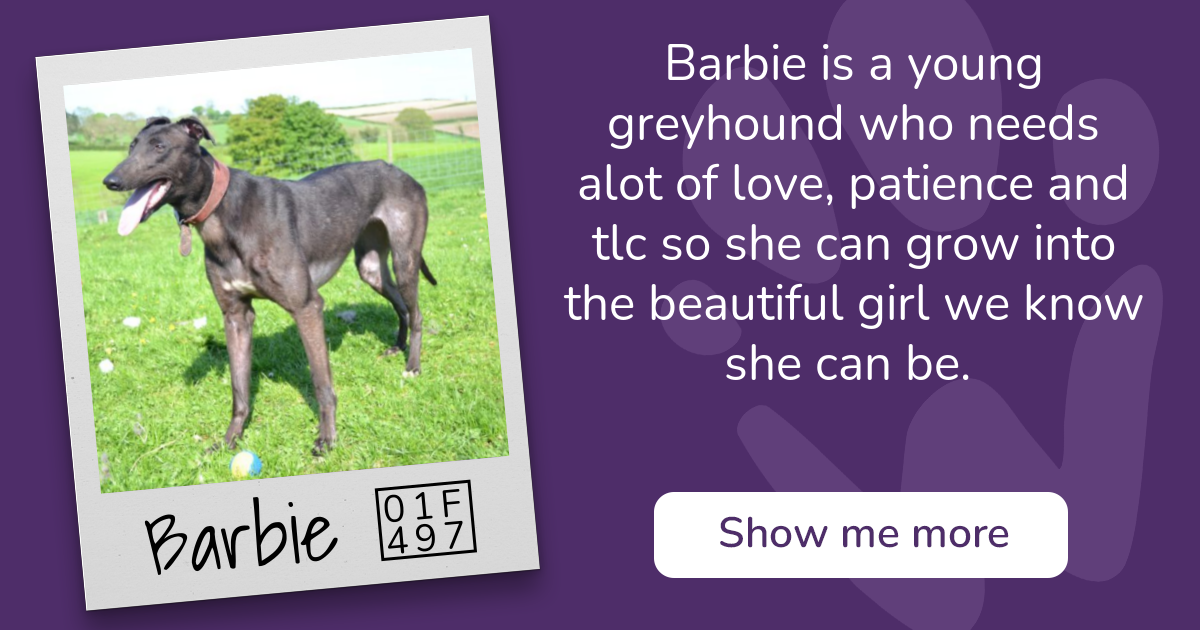 Barbie 💗 - Greyhound - Paws and People