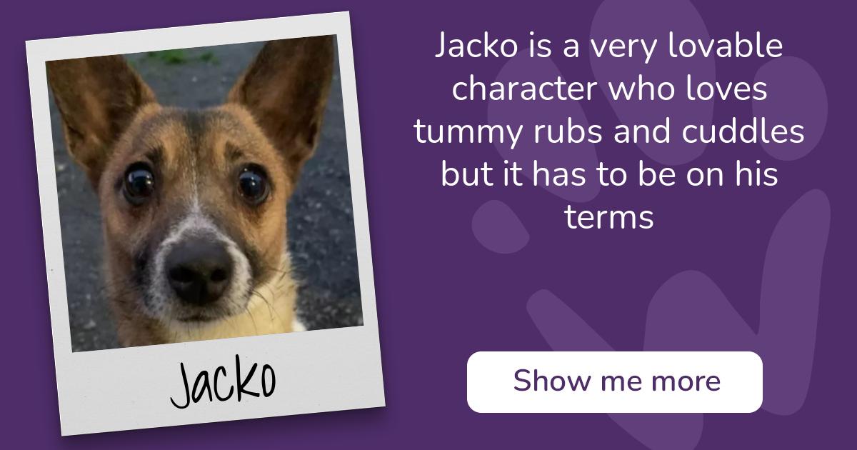 Jacko - Jack Russell Terrier - The Barn Animal Rescue