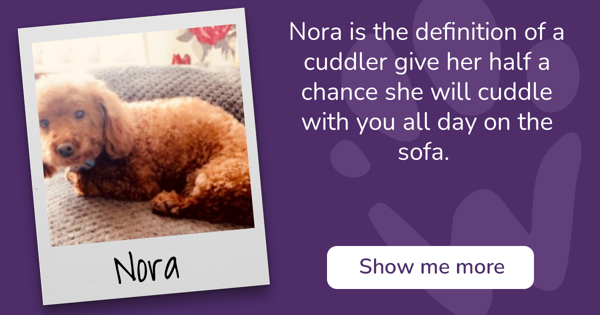 Nora - Poodle - Little China Dog Rescue