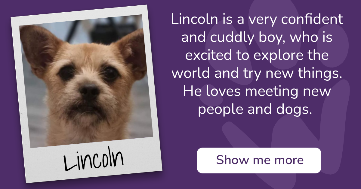 Lincoln - Terrier - Little China Dog Rescue