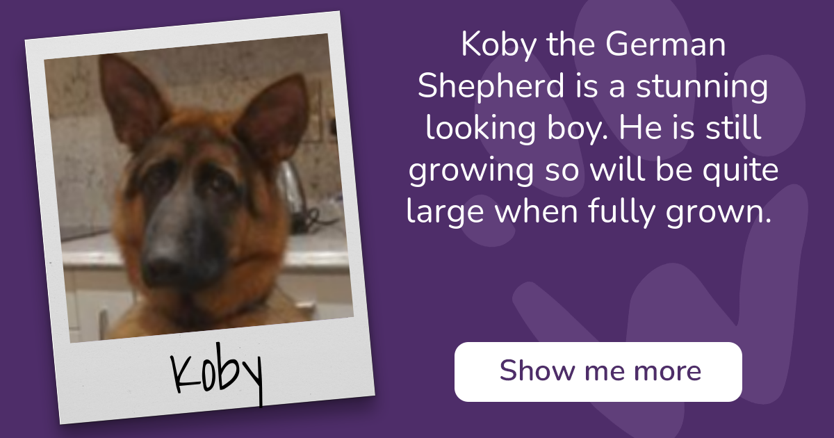 Koby - German Shepherd - Cork D.A.W.G