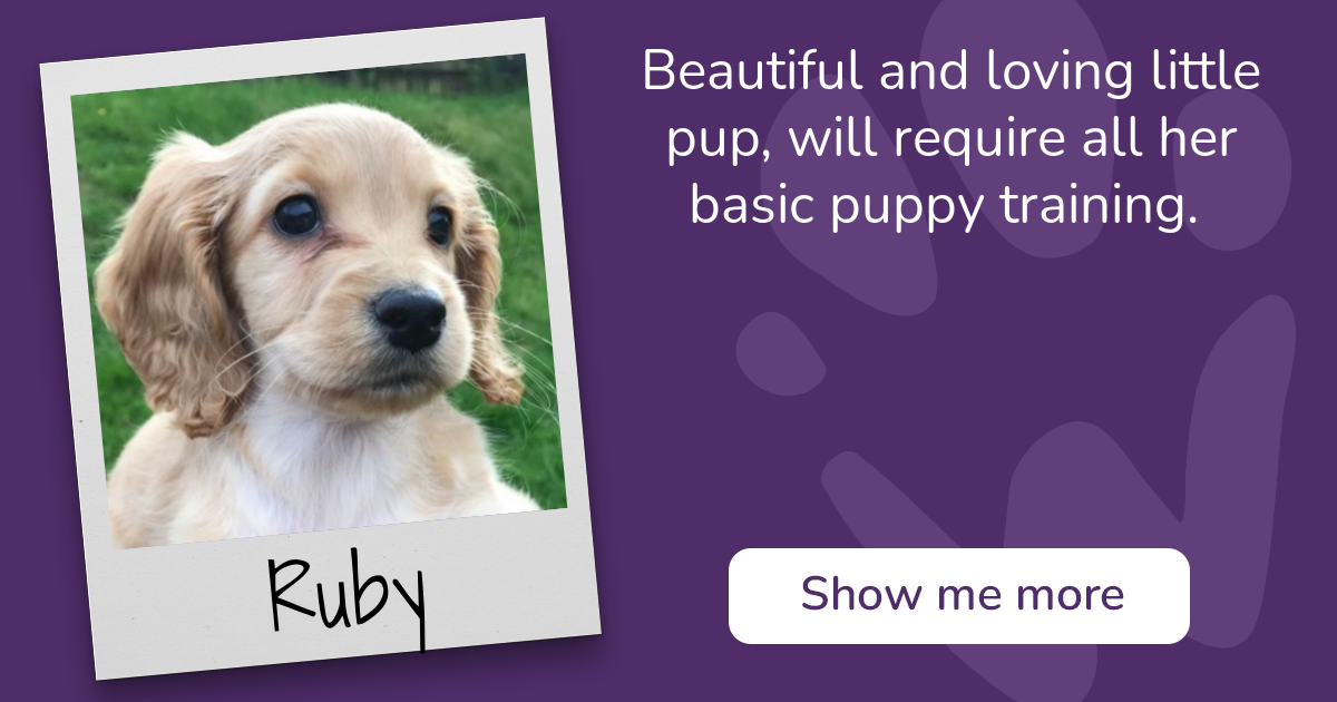 Ruby - Cocker Spaniel - Paws and People