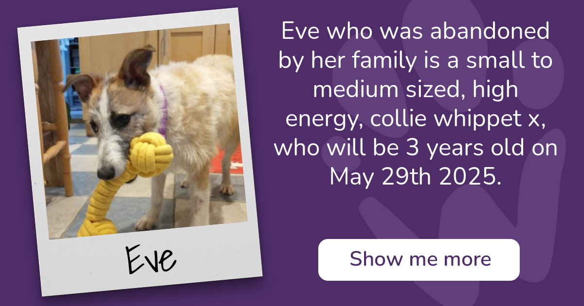 Eve - Whippet - HART - Homeless Animal Rescue Team