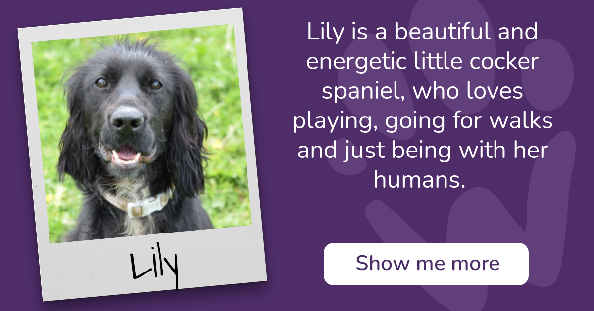 Lily - Cocker Spaniel - Paws and People