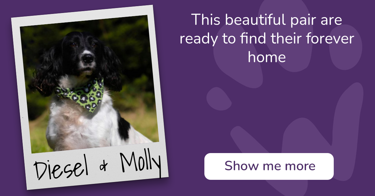 Diesel & Molly - Springer Spaniel - Animal Connexions