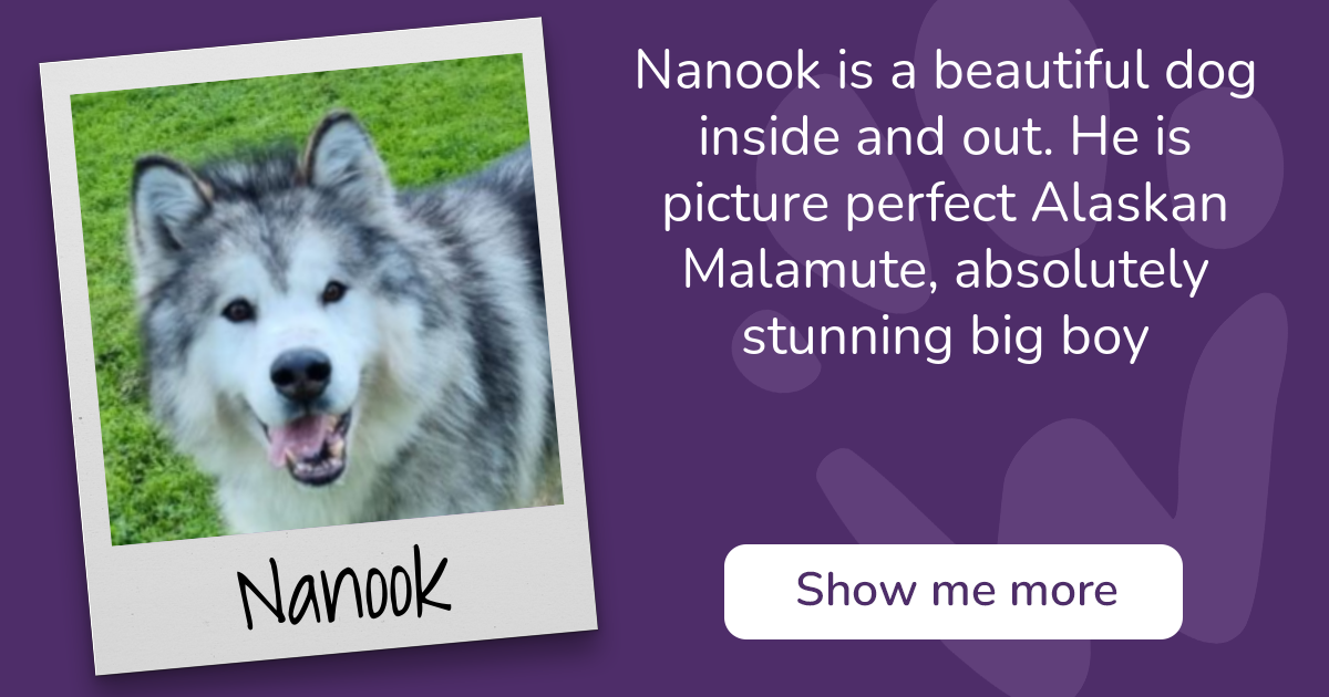 Nanook - Alaskan Malamute - Malamute Sanctuary NI