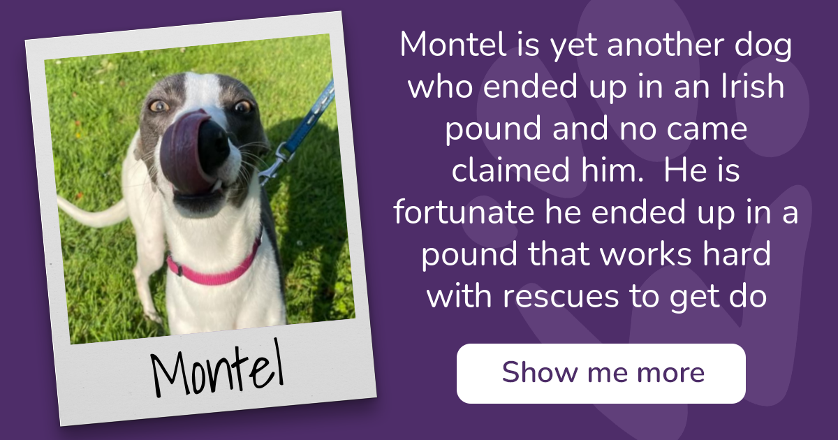 Montel - Whippet - HART - Homeless Animal Rescue Team
