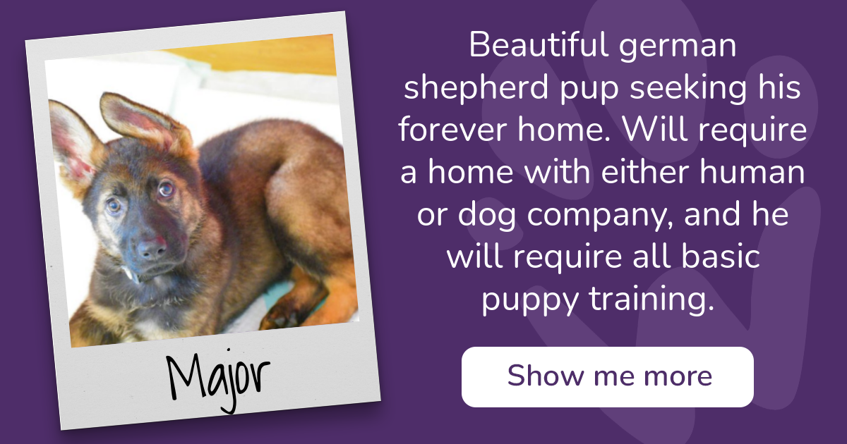 Major - German Shepherd - Paws and People