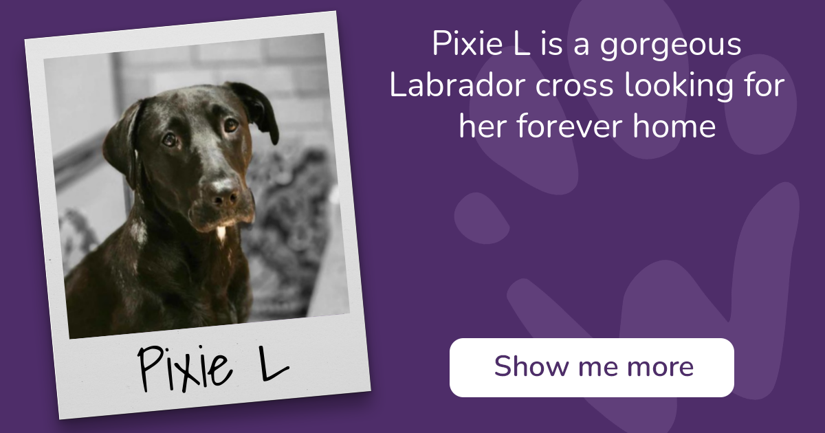 Pixie L - Labrador - Animal Connexions