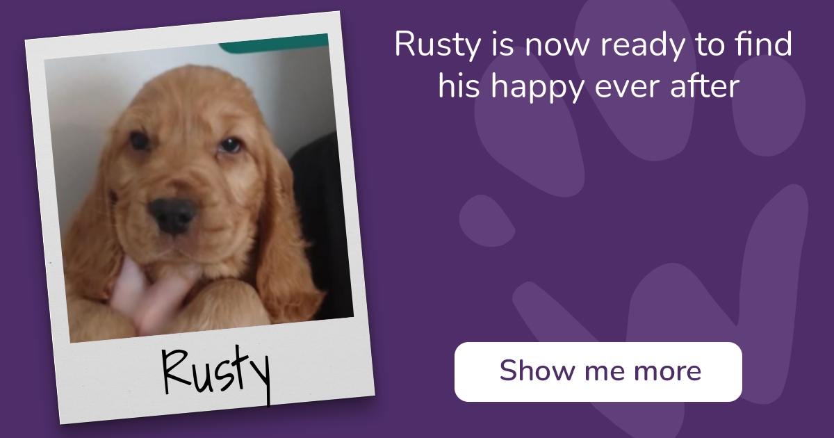 Rusty - Cocker Spaniel - Pet FBI Rescue