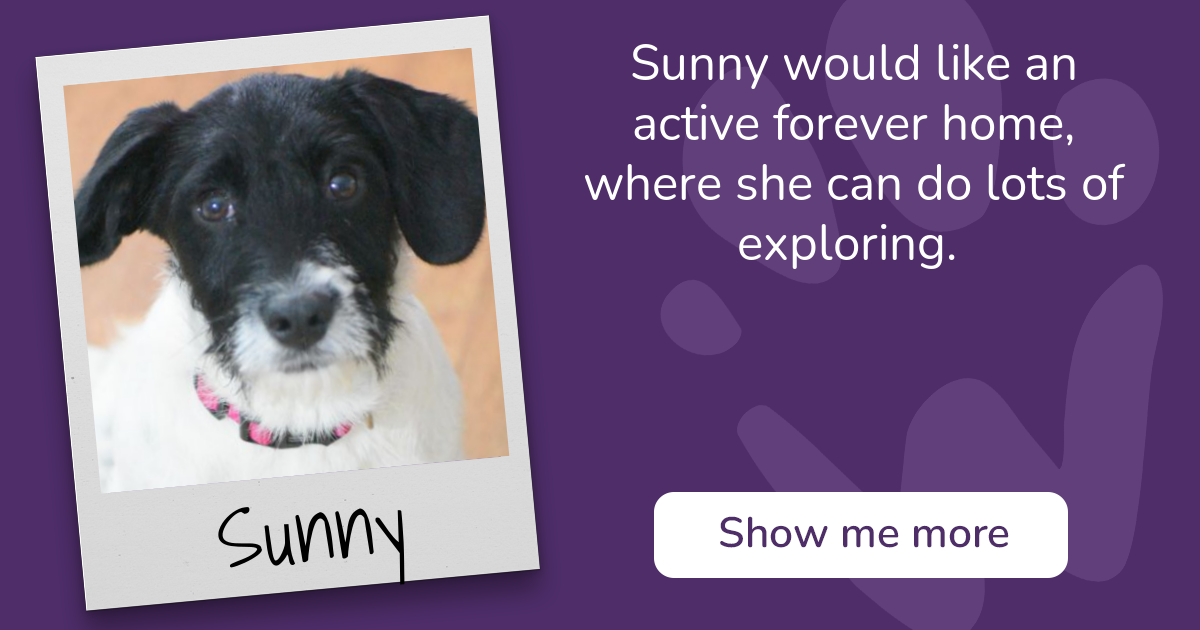 Sunny - Springer Spaniel - Paws and People