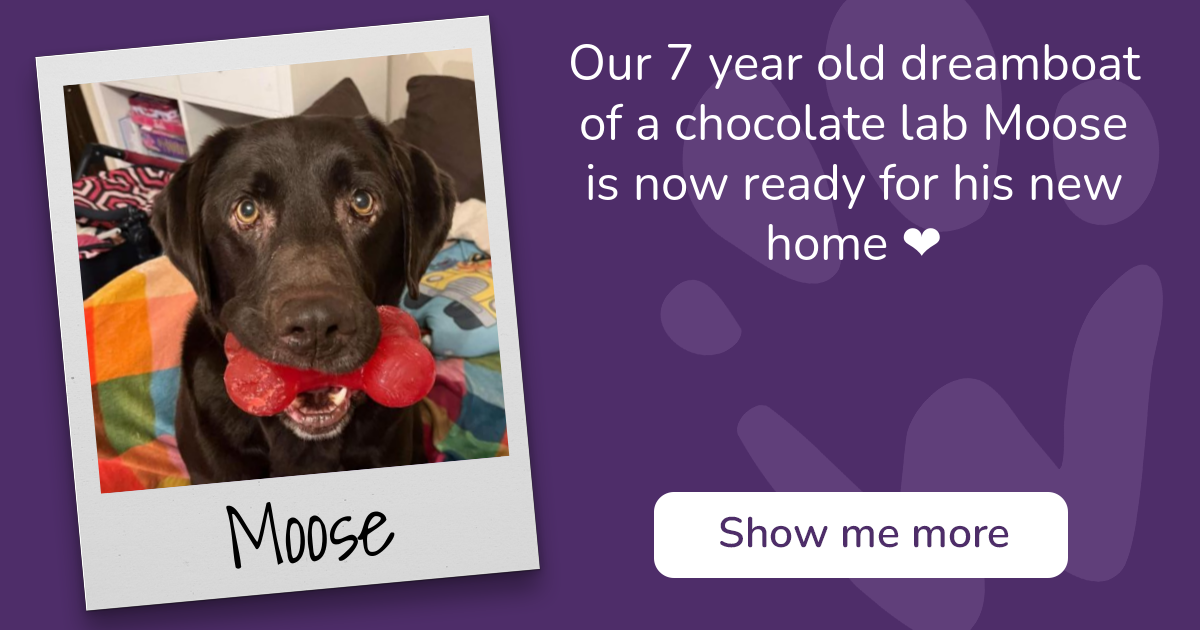 Moose - Labrador - Friends Of Rescue NI