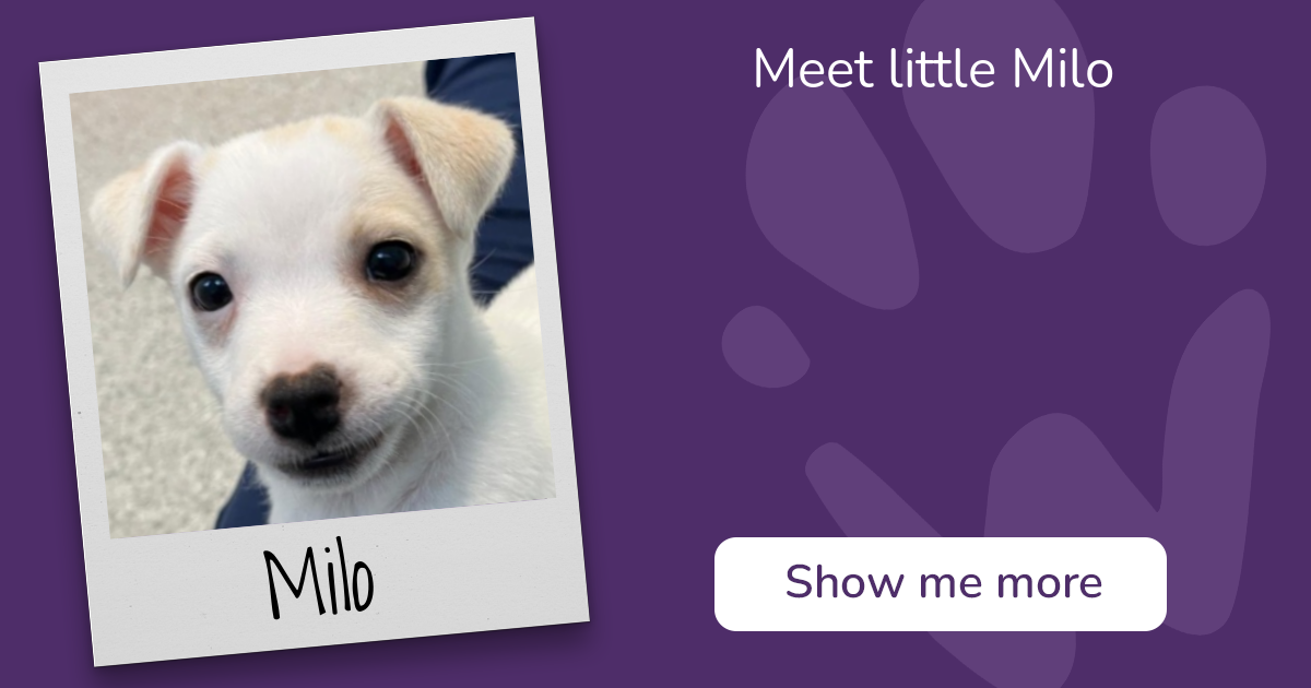 Milo - Jack Russell Terrier - Bright Eyes Animal Sanctuary