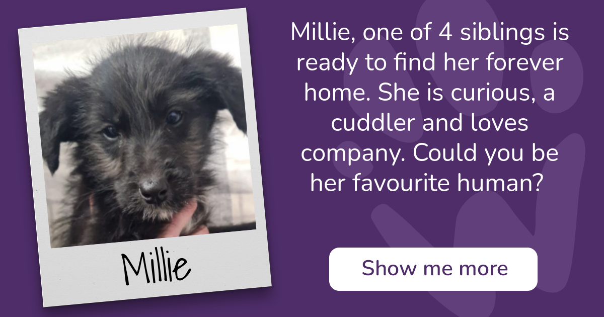Millie - Collie - Donegal Rescue Dogs