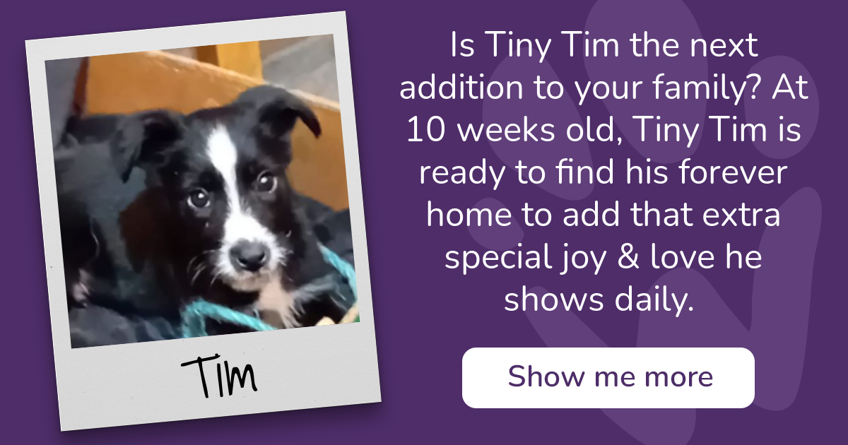 Tim - Collie - Rescue Dogs