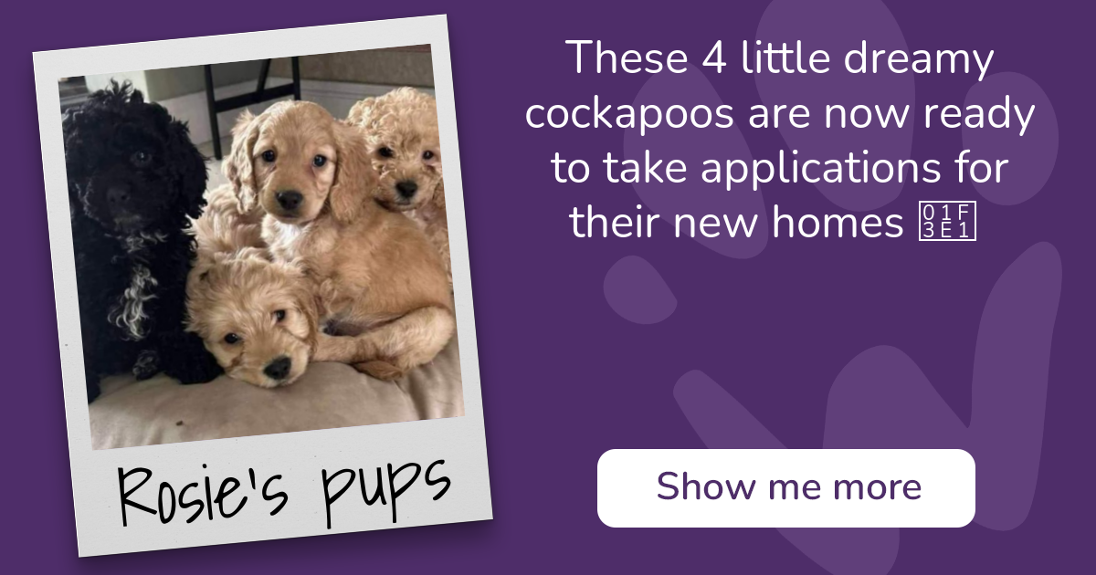 Rosie’s pups - Cockapoo (Cocker x Poodle) - Friends Of Rescue NI