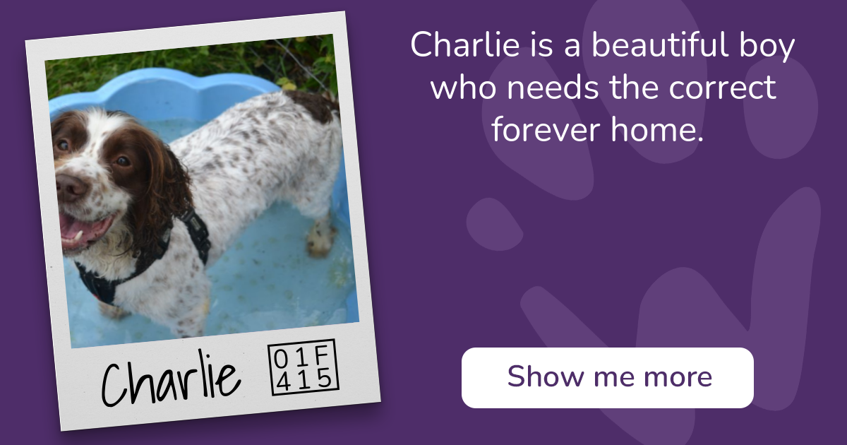 Charlie 🐕 - Springer Spaniel - Paws and People