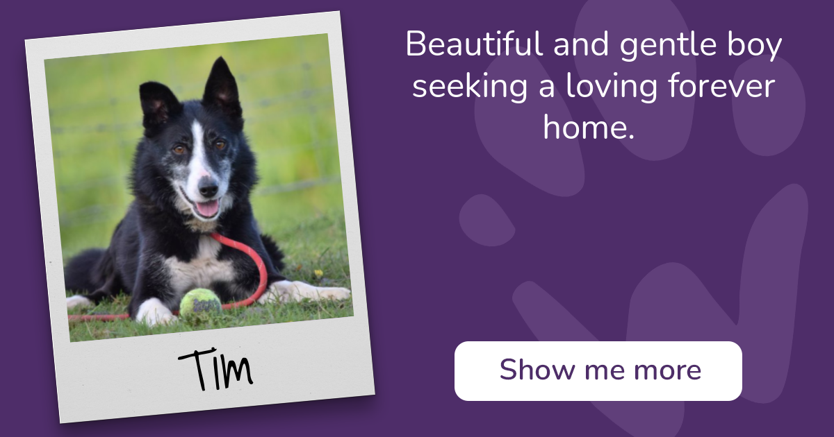 Tim - Collie - Paws and People