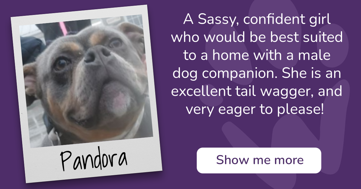 Pandora - Pocket Bully (Bully x Patterdale) - The Underdogs NI