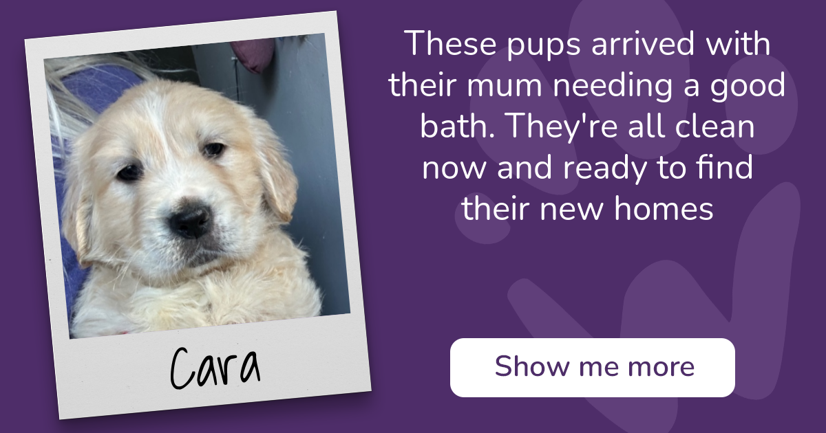 Cara - Golden Retriever - Miki's Animal Rescue NI
