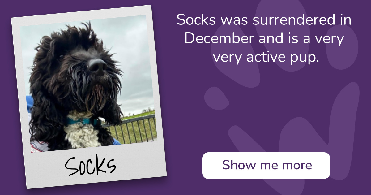 Socks - Cockapoo (Cocker x Poodle) - Miki's Animal Rescue NI