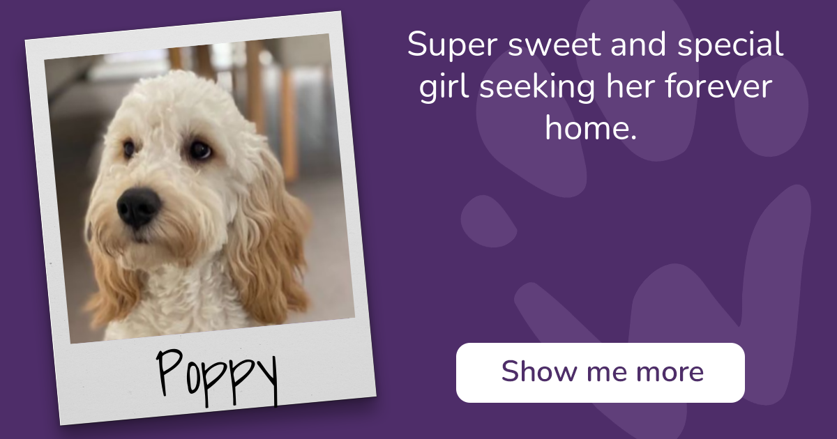 Poppy - Cockapoo (Cocker x Poodle) - Paws and People