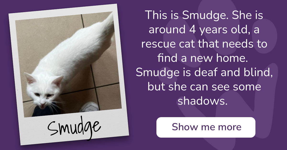 Smudge - Cat