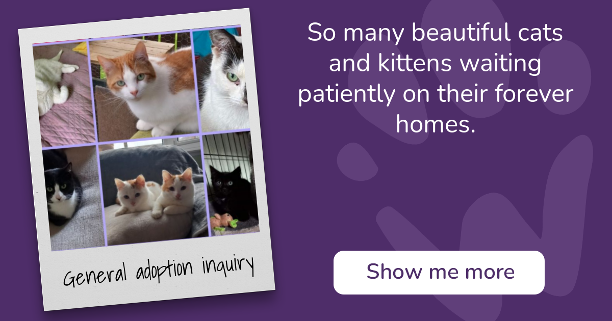 General adoption inquiry - Cat