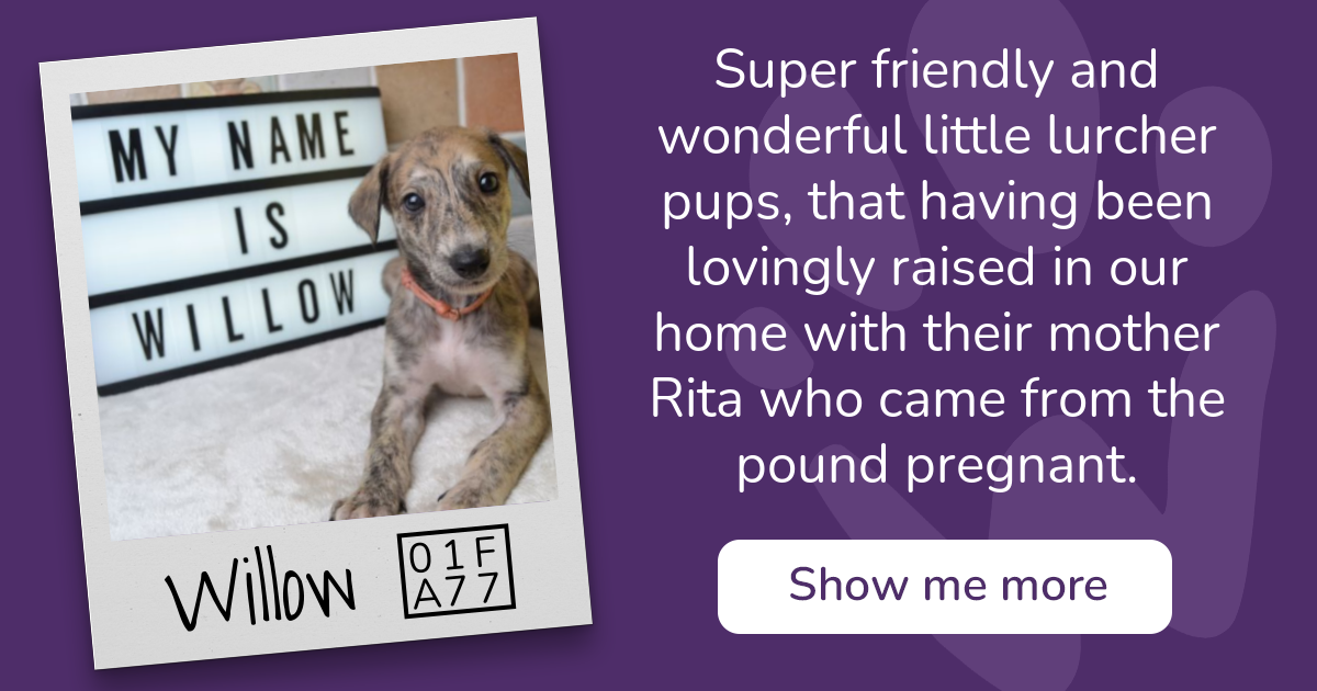 Willow 🩷 - Lurcher - Paws and People