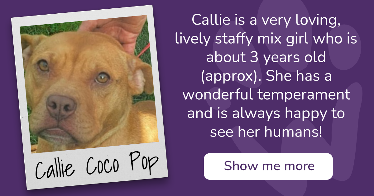 Callie Coco Pop - Staffordshire Bull Terrier - The Underdogs NI