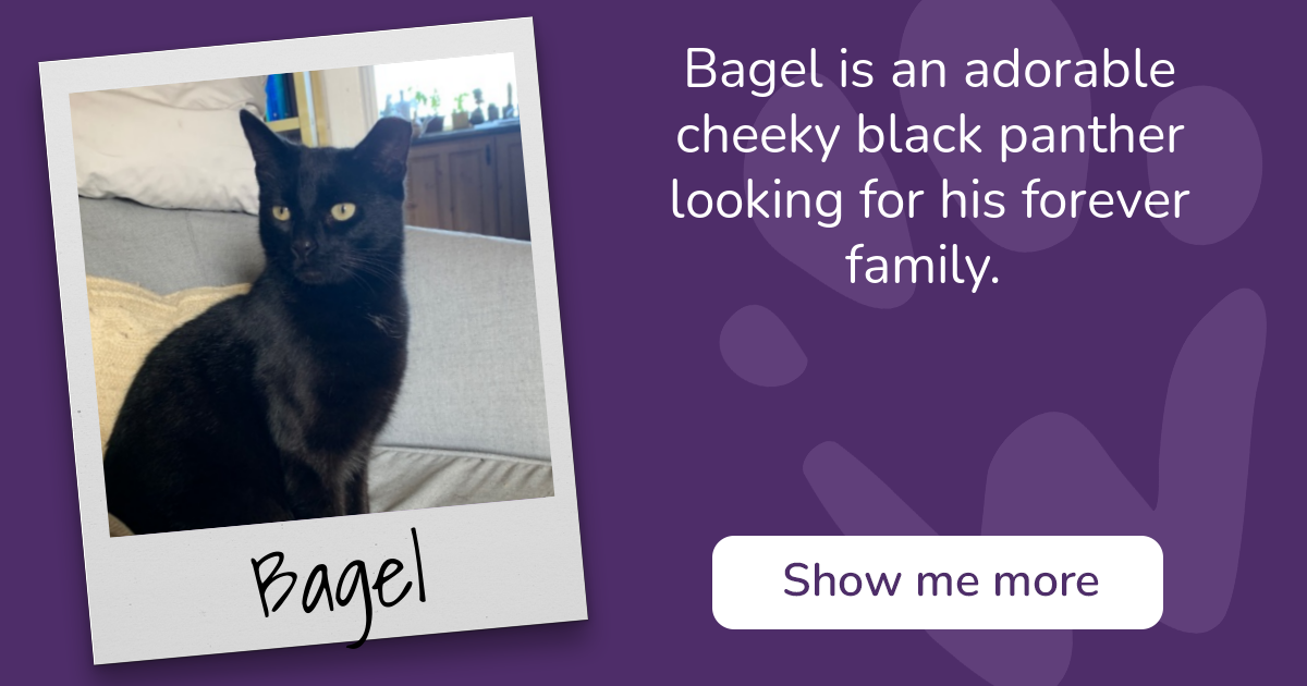 Bagel - Cat