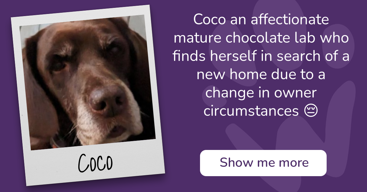 Coco - Labrador - Pauline's Rescue