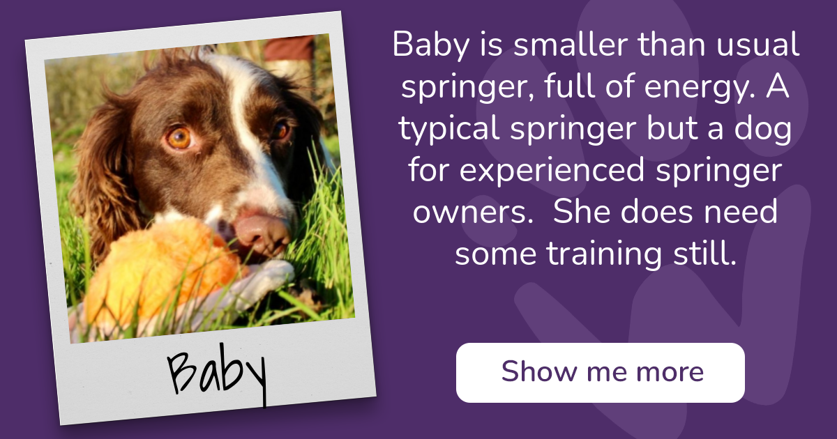 Baby - Springer Spaniel - HART - Homeless Animal Rescue Team