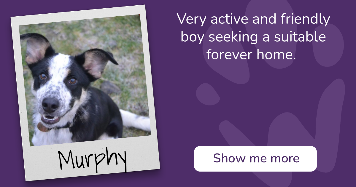 Murphy - Border Collie - Paws and People