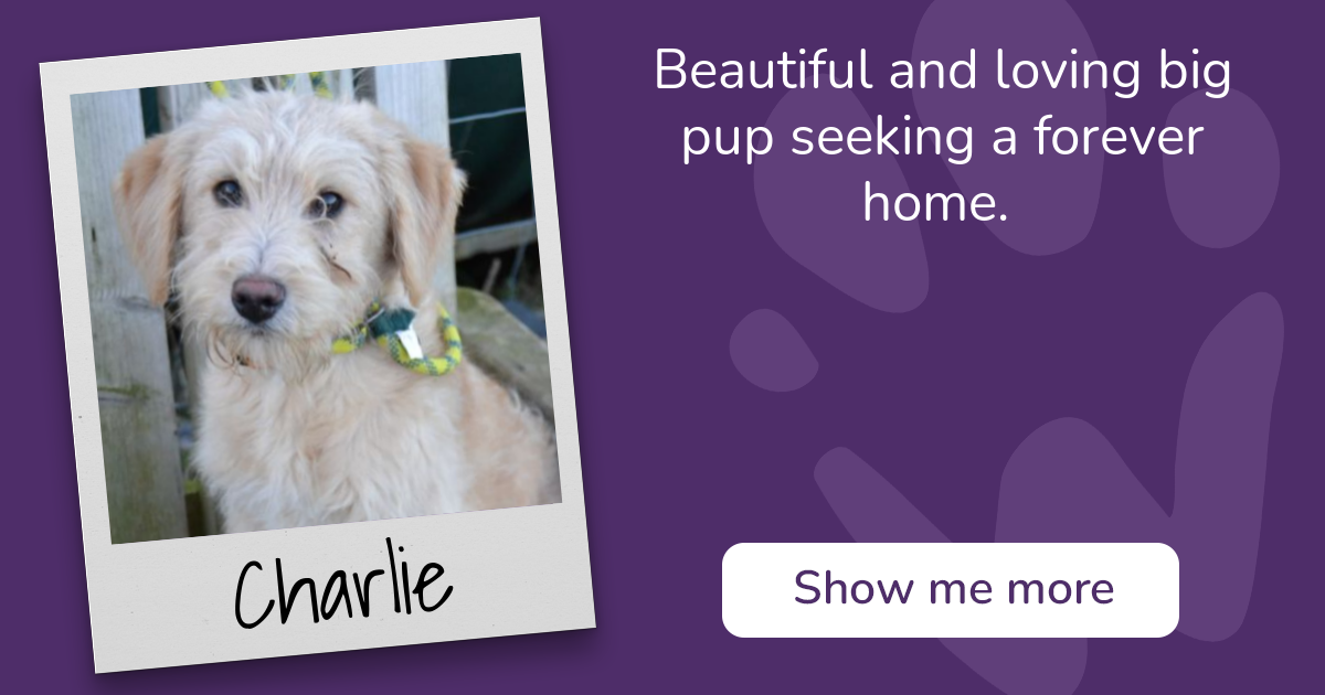Charlie - Labradoodle (Labrador x Poodle) - Paws and People