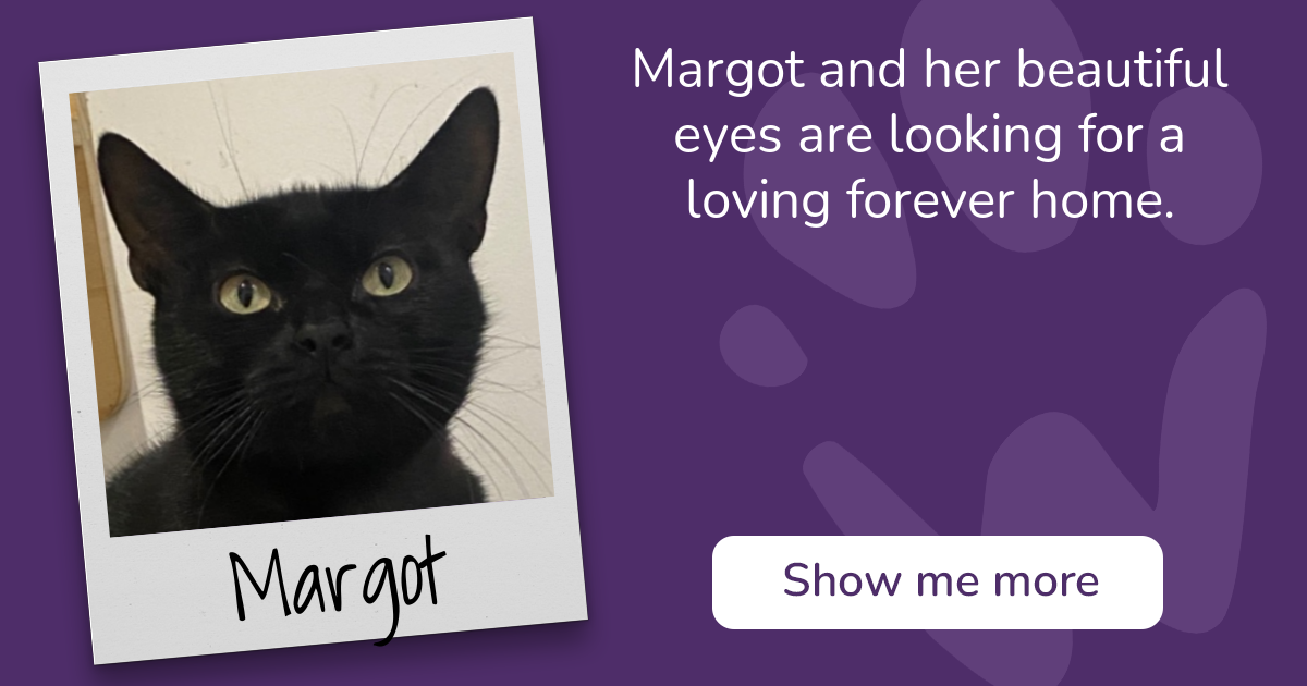 Margot - Cat