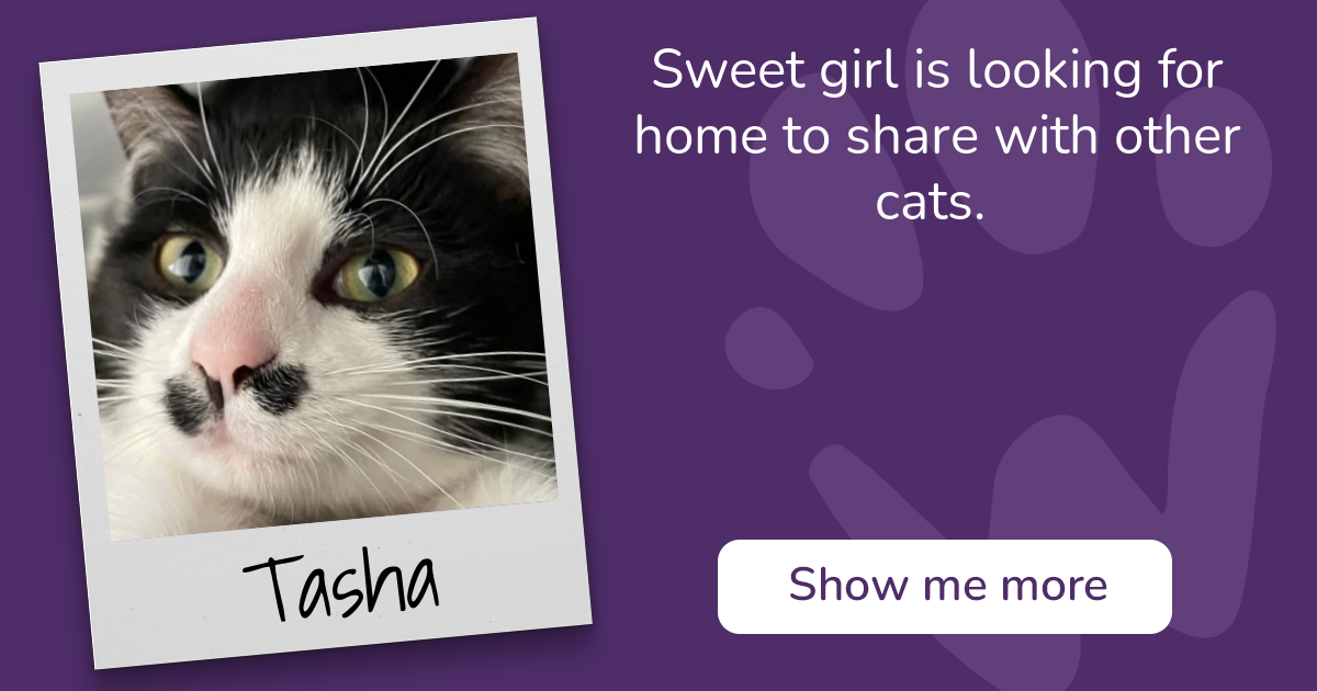 Tasha - Cat