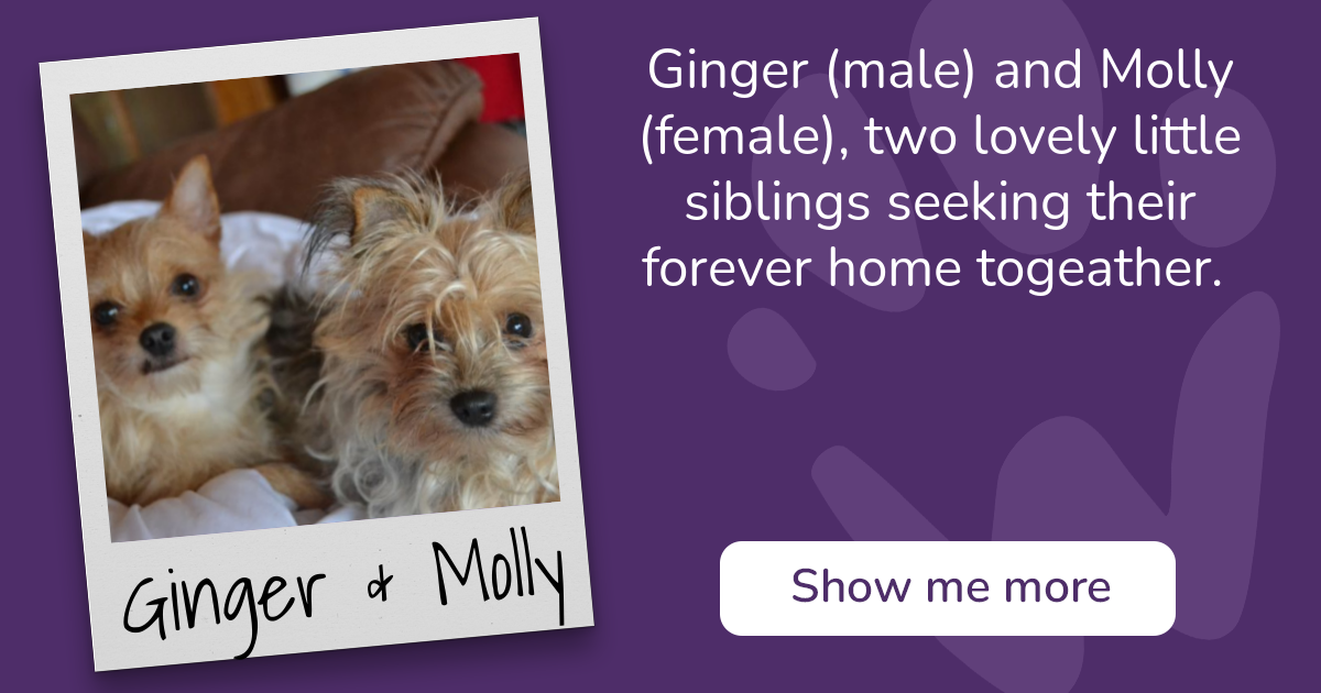 Ginger & Molly - Yorkshire Terrier - Paws and People