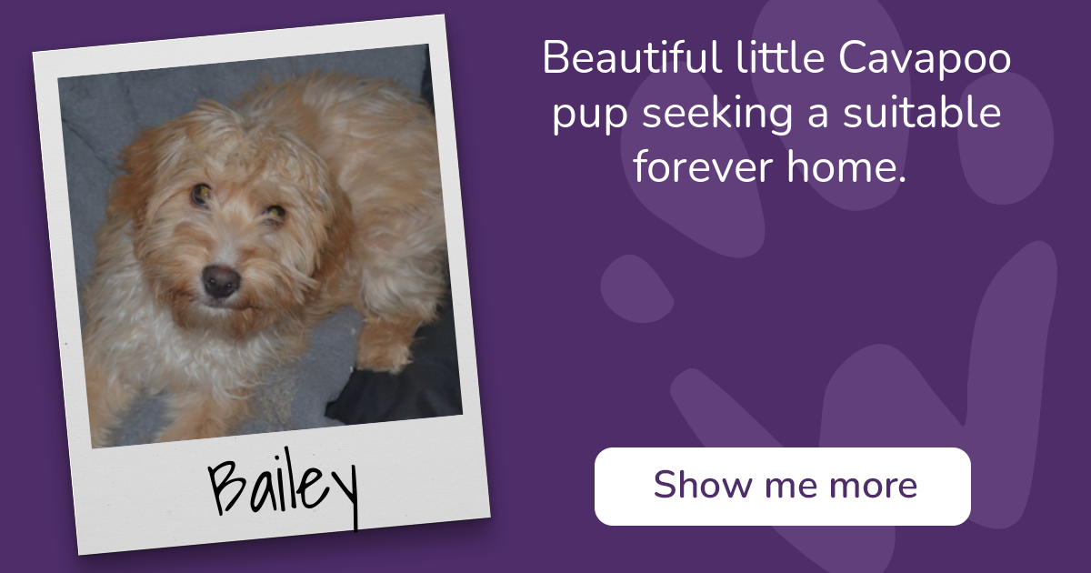 Bailey - Cavapoo (Cavalier x Poodle) - Paws and People
