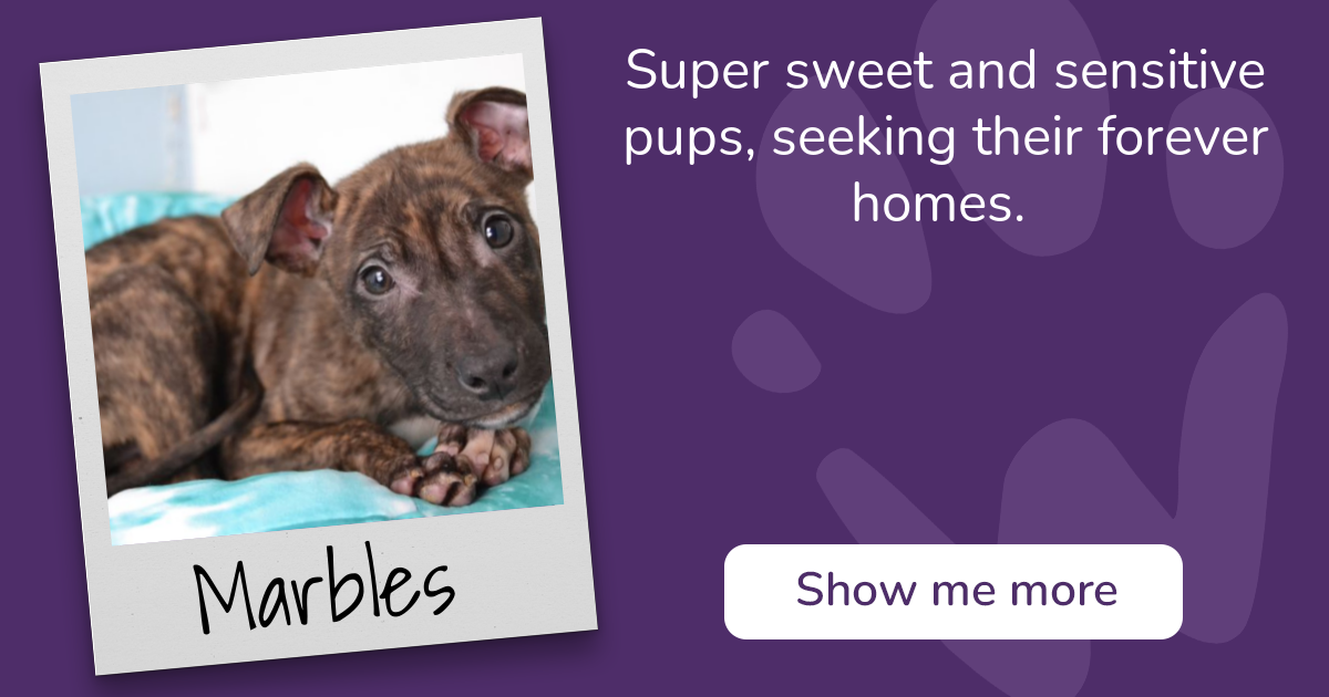 Marbles - Lurcher - Paws and People