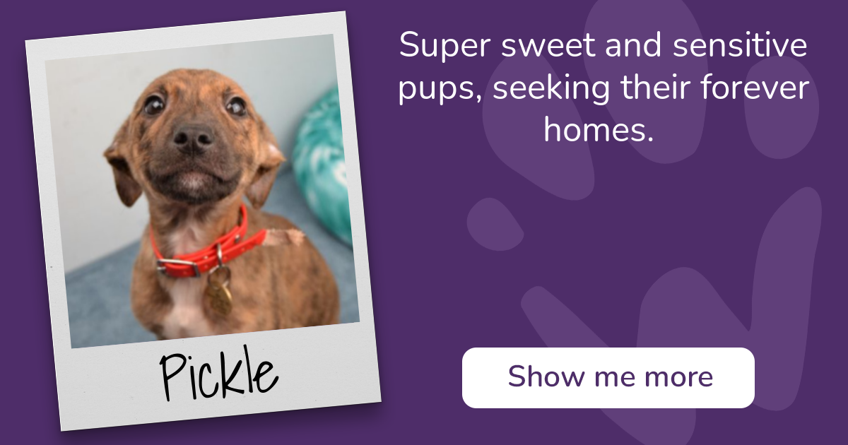 Pickle - Lurcher - Paws and People