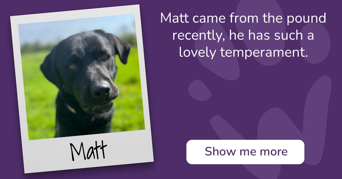 Matt - Labrador - HART - Homeless Animal Rescue Team