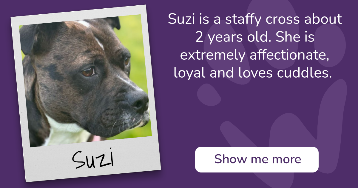 Suzi - Staffordshire Bull Terrier - Dog Angels Ireland
