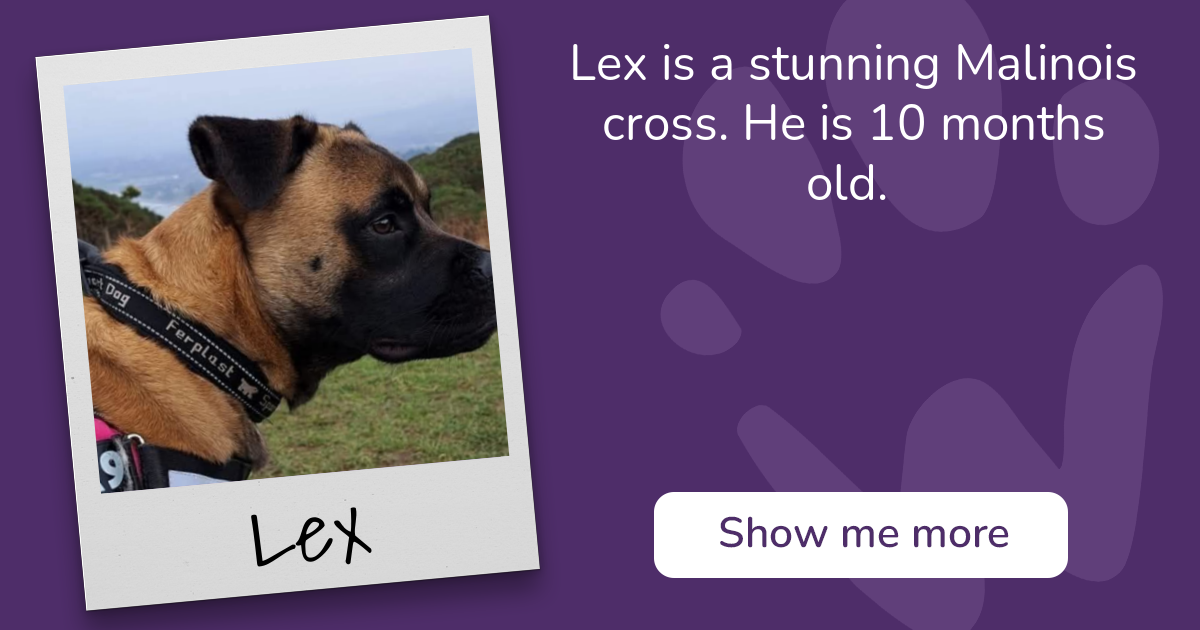 Lex - Belgian Malinios - Dog Angels Ireland