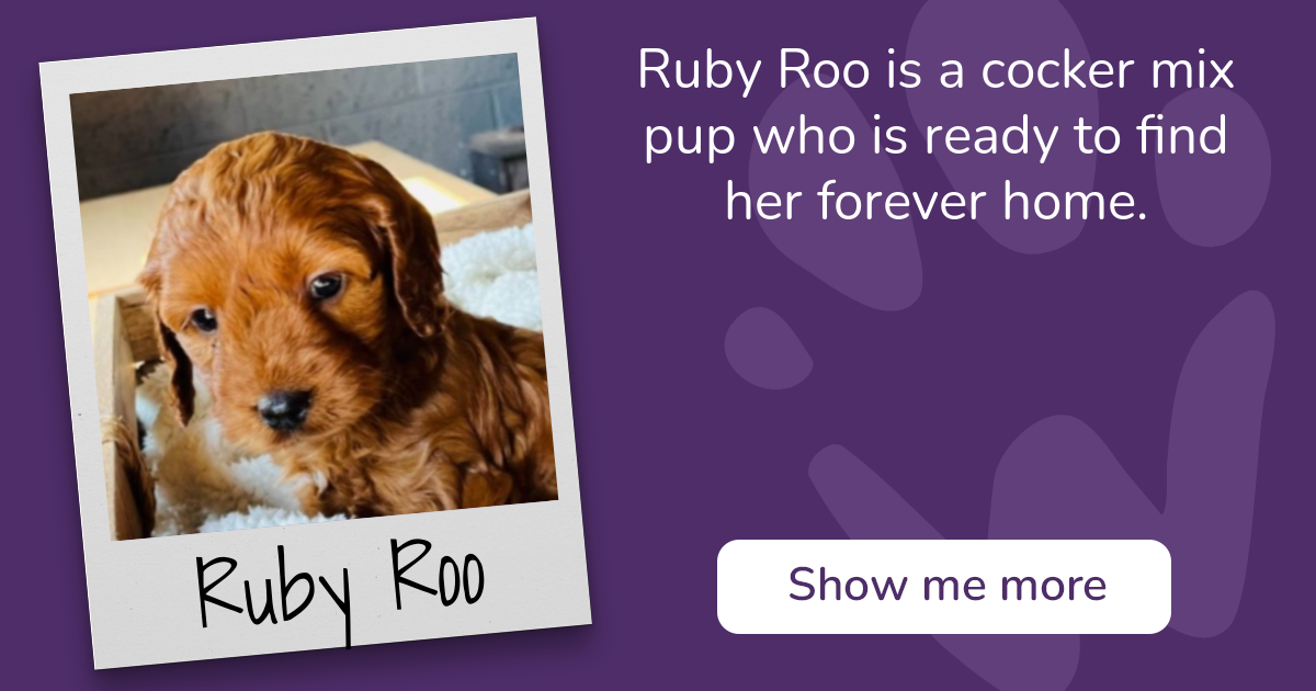 Ruby Roo - Cocker Spaniel - The Underdogs NI