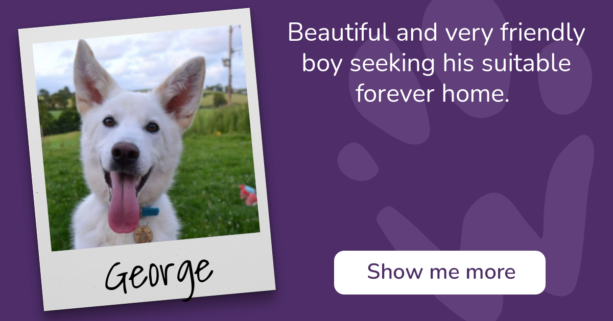 George - German Shepherd - Paws and People